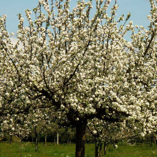 Pommier 'Elstar' - Vente Malus domestica 'Elstar'