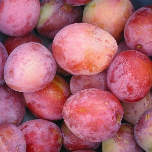 Prunier 'Victoria' - Prunus domestica 'Reine Victoria' - Prune rose