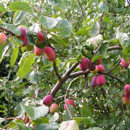 Prunier 'Victoria' - Prunus domestica 'Reine Victoria' - Prune rose