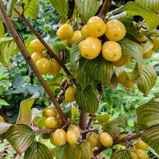 Cornus mas 'Jantarnyj' - Vente Cornouiller mâle 'Yantarny' à gros ...