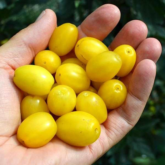 Cornus mas 'Jantarnyj' - Vente Cornouiller mâle 'Yantarny' à gros ...