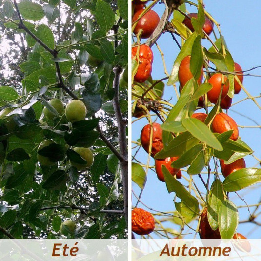 Jujube - Jujubier - Achat Ziziphus jujuba Lang
