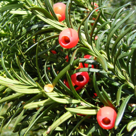 Taxus baccata - Vente If commun