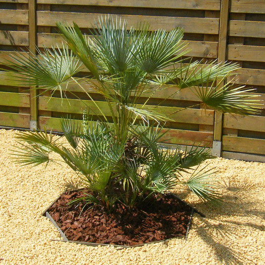 Chamaerops humilis - Vente Palmier nain
