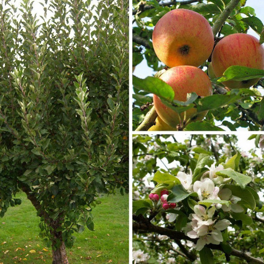 Pommier 'Reine des Reinettes' - Vente Malus communis orange