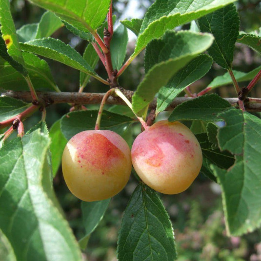 Prunier 'Mirabelle de Nancy' - Vente Mirabellier jaune