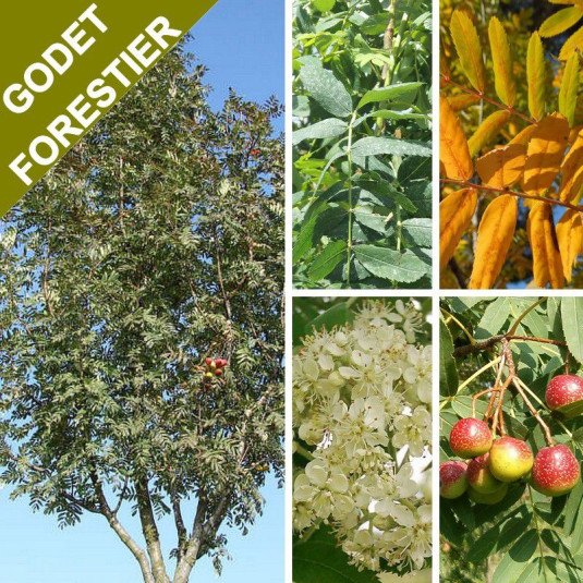 Cormier en godet forestier - Sorbier - Vente Sorbus domestica