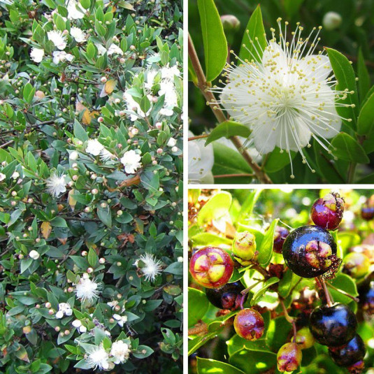 Myrte commune blanc parfumé - Vente Myrtus communis