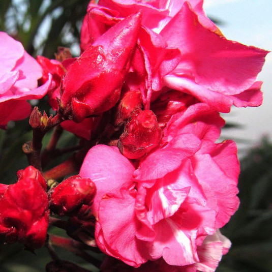 Nerium oleander 'Commandant Barthelemy' - Vente Laurier rose double rouge