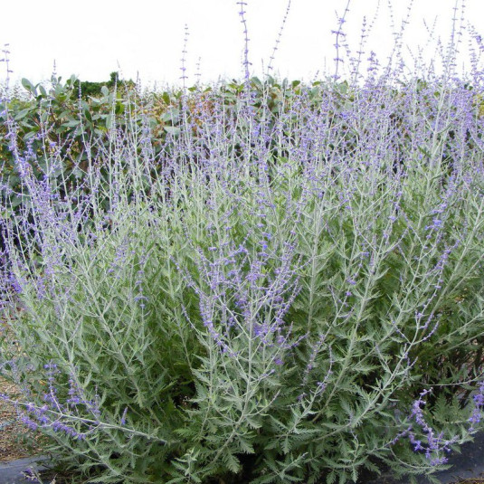 Lavande d'Afghanistan - Perovskia atriplicifolia - Vente Sauge de Russie