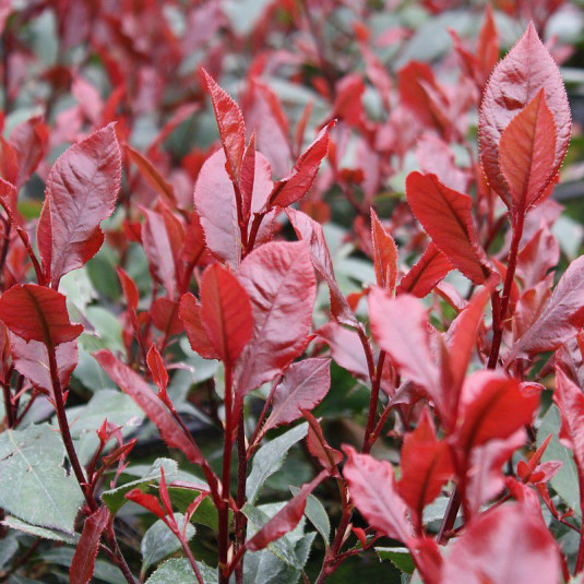 Photinia fraseri 'Little Red Robin' - Achat Photinia nain