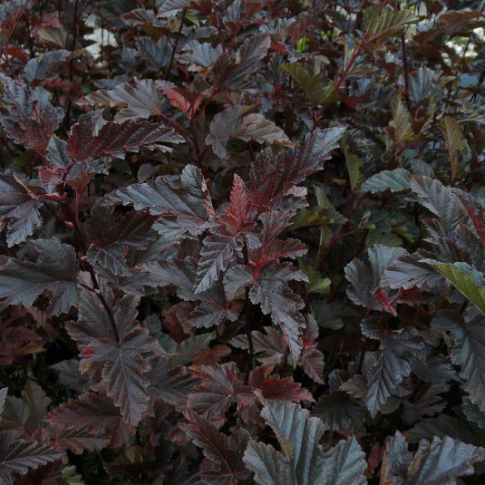 Physocarpus opulifolius 'Red Baron' - Vente Physocarpe pourpre à ...