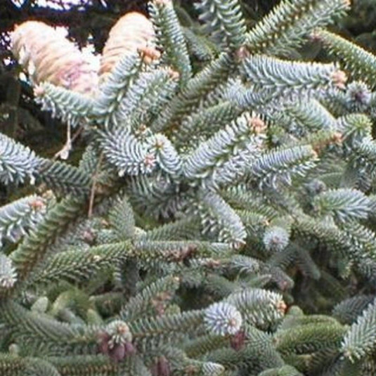 Sapin bleu - Picea pungens 'Koster' - Vente Epicéa du Colorado