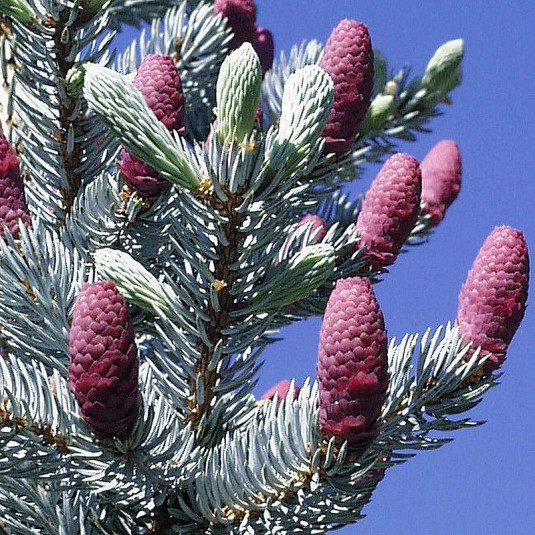 Sapin bleu - Picea pungens 'Koster' - Vente Epicéa du Colorado