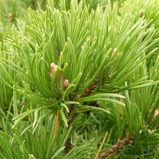 Pinus mugo 'Pumilio' - Vente Pin couvre-sol