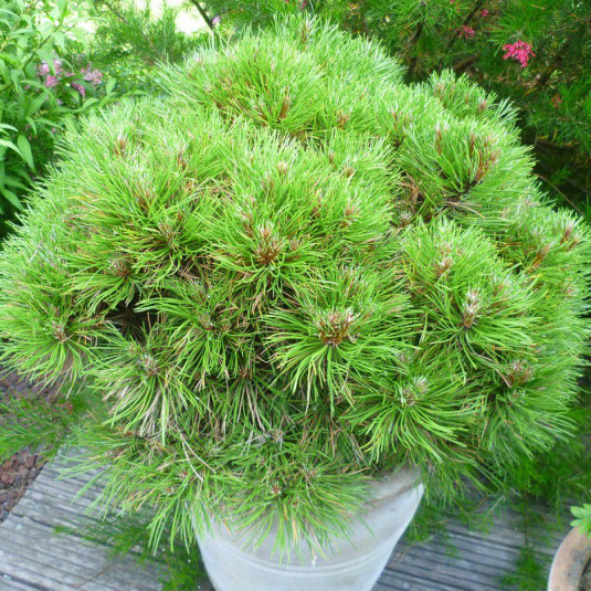 Pinus mugo 'Pumilio' - Vente Pin couvre-sol