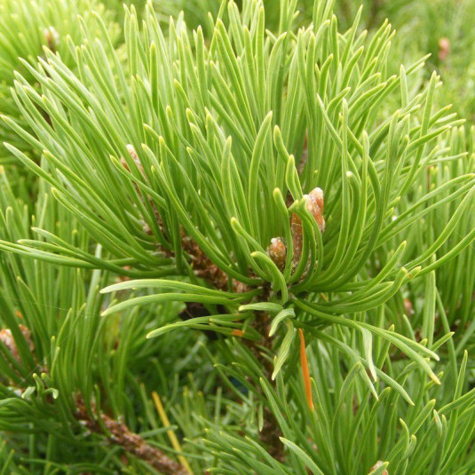 Pinus mugo 'Mughus' - Pin nain des montagnes