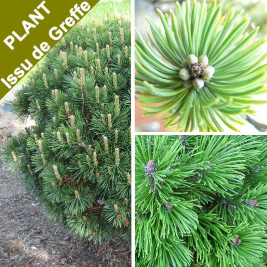 Pinus mugo 'Gnom' - Vente Pin nain Mugho des rocailles