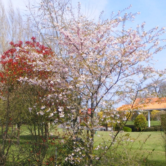 Cerisier à fleur rose - Vente Prunus 'Accolade'