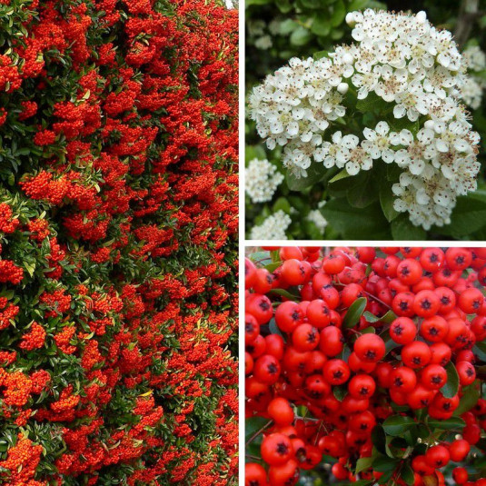 Pyracantha coccinea 'Ventoux red' - Vente Buisson ardent rouge