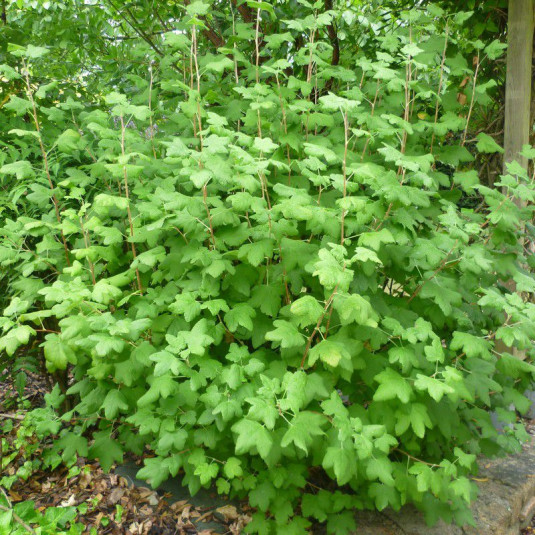 Ribes sanguineum 'Pulborough Scarlet' - Vente Groseillier sanguin ...