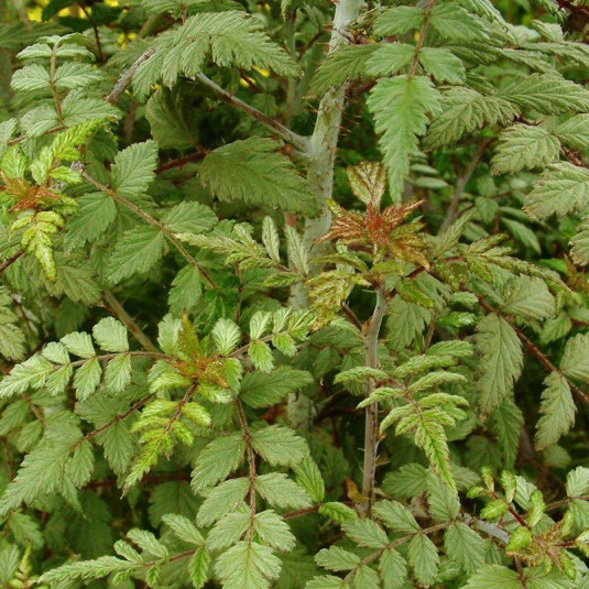 Rubus thibetanus 'Silver Fern' - Vente Ronce ornementale du Tibet argentée