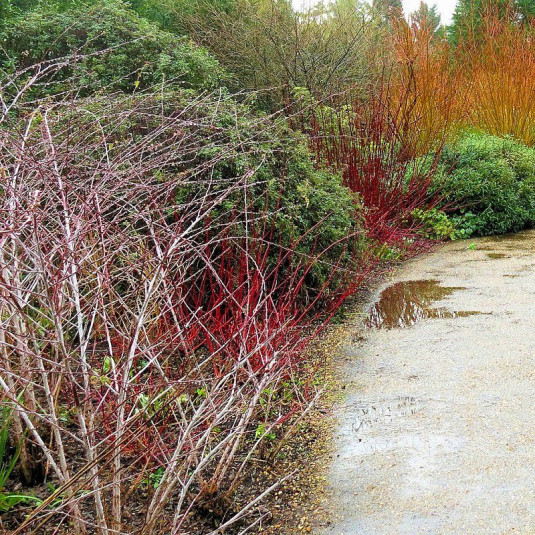 Rubus thibetanus 'Silver Fern' - Vente Ronce ornementale du Tibet argentée