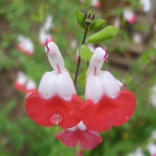 Salvia microphylla 'Hot Lips' - Vente Sauge rouge et blanche bicolore