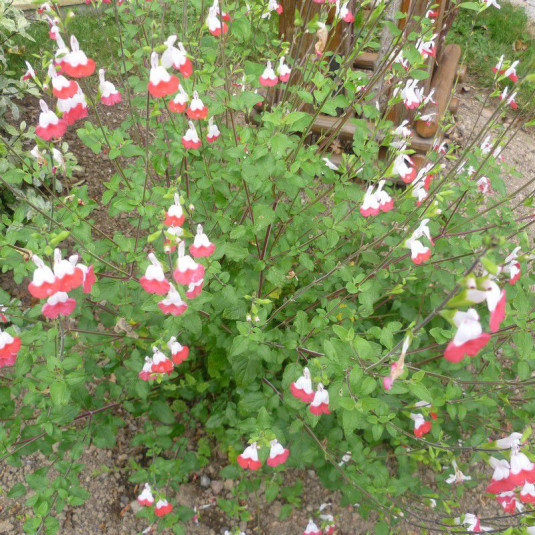 Salvia microphylla 'Hot Lips' - Vente Sauge rouge et blanche bicolore