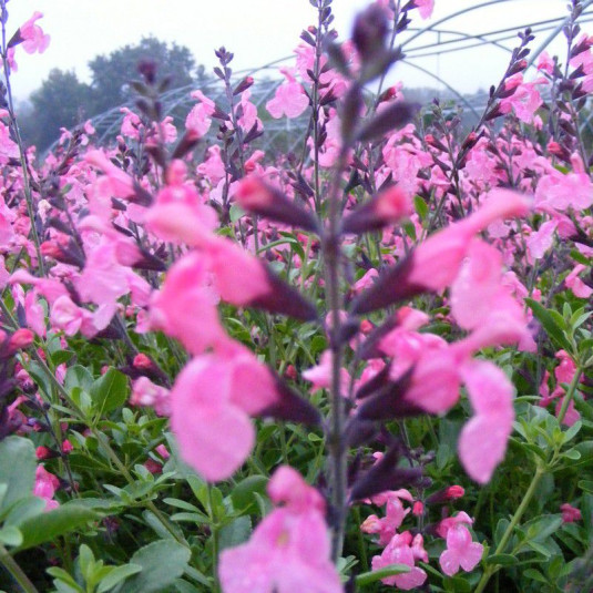 Salvia jamensis 'La Siesta' - Vente Sauge rose vif