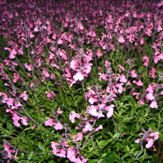 Salvia jamensis 'La Siesta' - Vente Sauge rose vif
