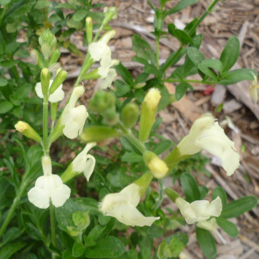 Salvia greggi 'Alba' - Vente Sauge blanche