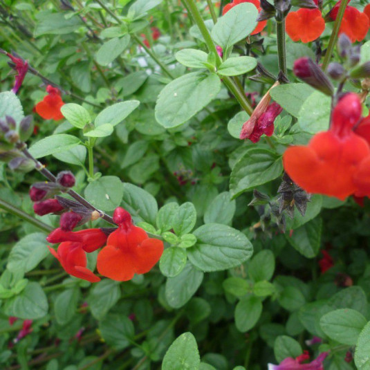 Salvia microphylla 'Royal Bumble' - Vente Sauge arbustive rouge foncé