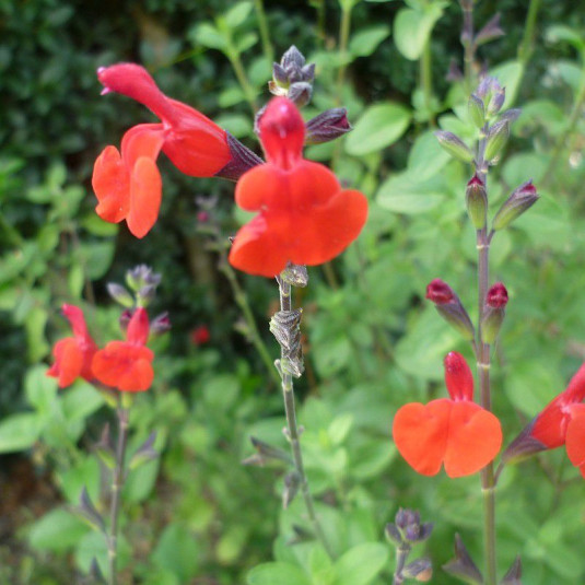Salvia microphylla 'Royal Bumble' - Vente Sauge arbustive rouge foncé