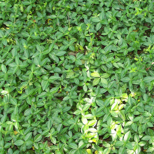 Vinca minor - Vente Petite Pervenche bleu