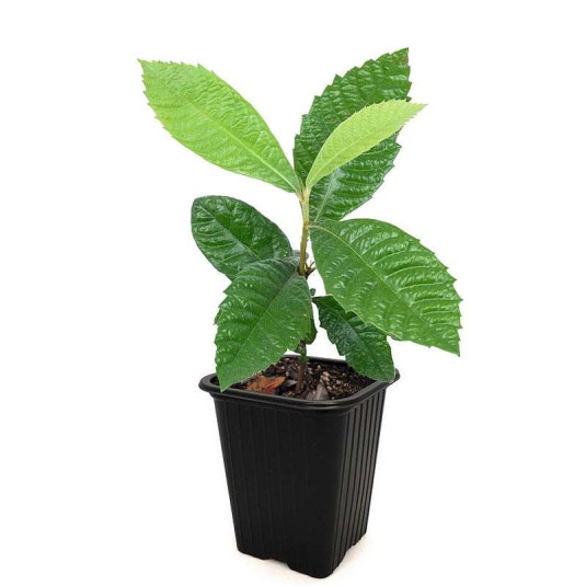 Néflier du Japon - Vente Eriobotrya japonica - Plant de Bibacier