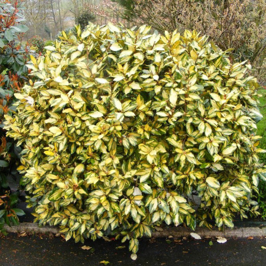 Vente Elaeagnus ebbingei Eleador® 'Lannou' - Eleagnus ebbengei panaché ...