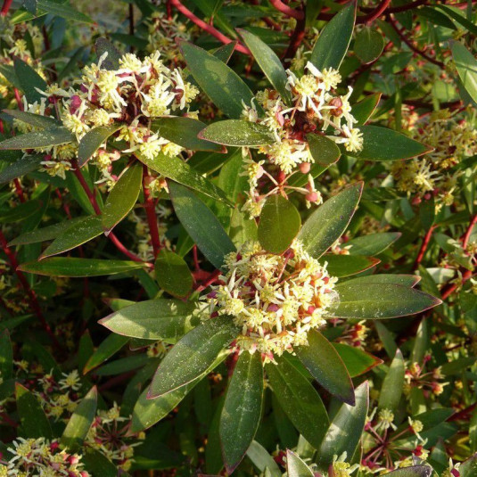 Poivre de Tasmanie - Tasmannia lanceolata - Vente Drimys aromatica
