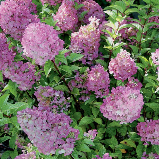 Hydrangea paniculata 'Sundae Fraise' Rensun - Vente Hortensia bicolore