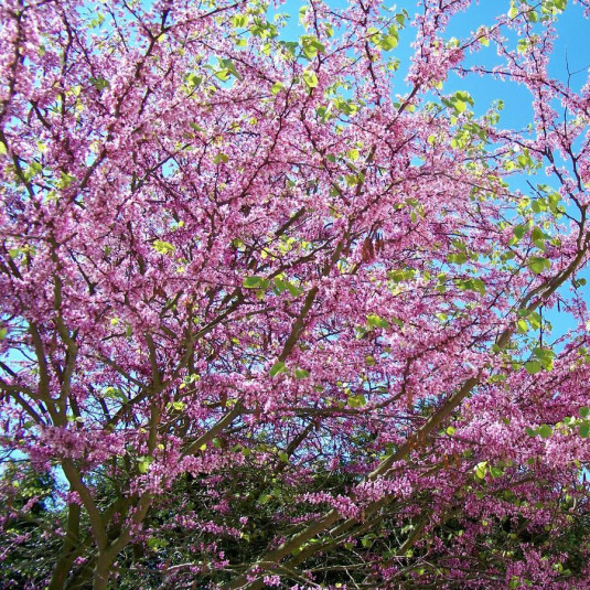 Arbre de Judée - Vente Cercis siliquastrum