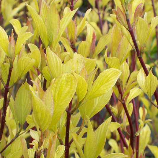 Cornus alba 'Aurea' - Vente Cornouiller doré à bois rouge