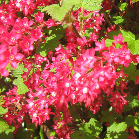Groseillier Cassis fleurs - Vente Ribes sanguineum 'King Edouard VII'