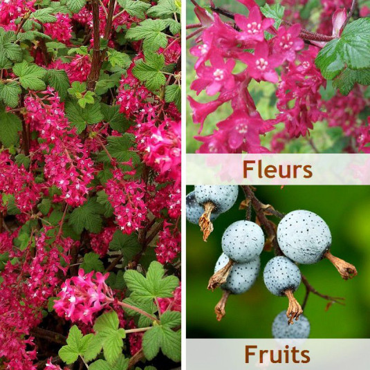 Groseillier Cassis fleurs - Vente Ribes sanguineum 'King Edouard VII'