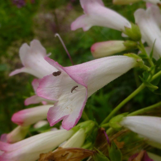 Penstemon 'Apple Blossom' - Vente Galane blanc