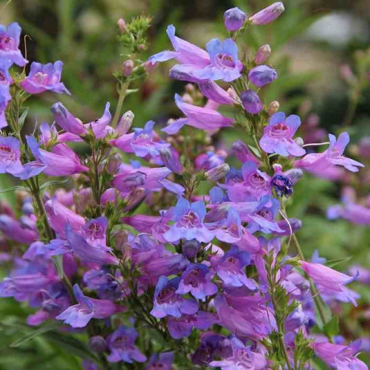 Penstemon 'Catherine de la mare' - Vente Galane bleue