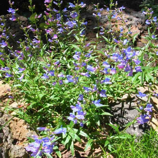 Penstemon 'Catherine de la mare' - Vente Galane bleue