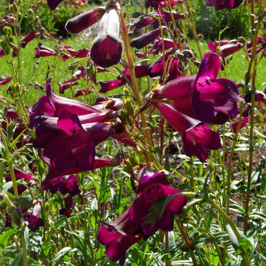 Penstemon 'Rich Ruby' - Vente Galane violet