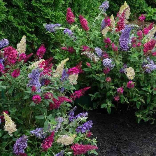 Buddleia 3 couleurs - Arbre aux papillons bleu blanc rouge - Buddleja ...