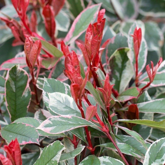 Photinia x fraseri 'Pink Marble' - Photinia Cassini rose