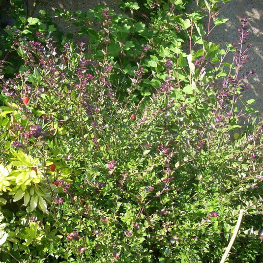 Lonicera nitida 'Red Tips' - Vente Chèvrefeuille à feuilles rouges